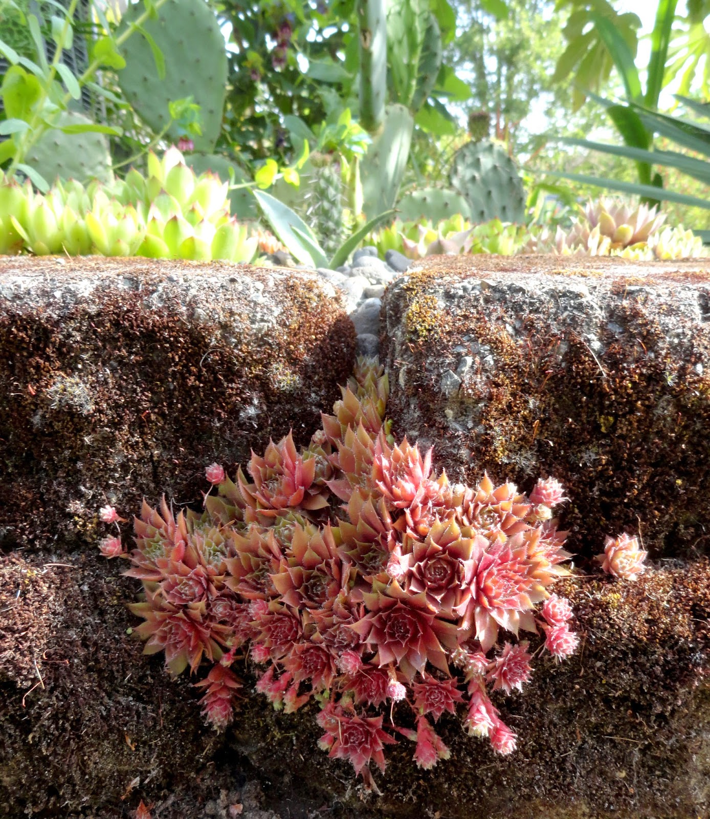 danger garden: Sempervivum 'Red Rubin' is my favorite plant in the ...