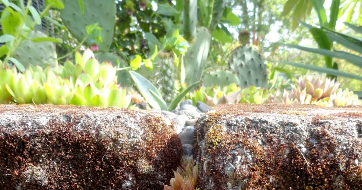 danger garden: Sempervivum 'Red Rubin' is my favorite plant in the ...