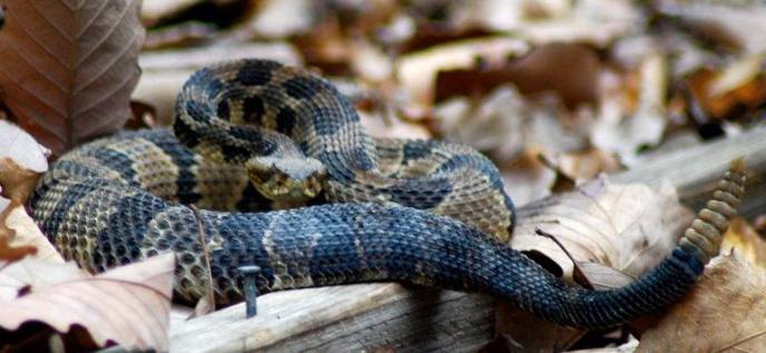 Strike, Rattle, & Roll: GPS My Rattlesnake: A New and Exciting Research ...