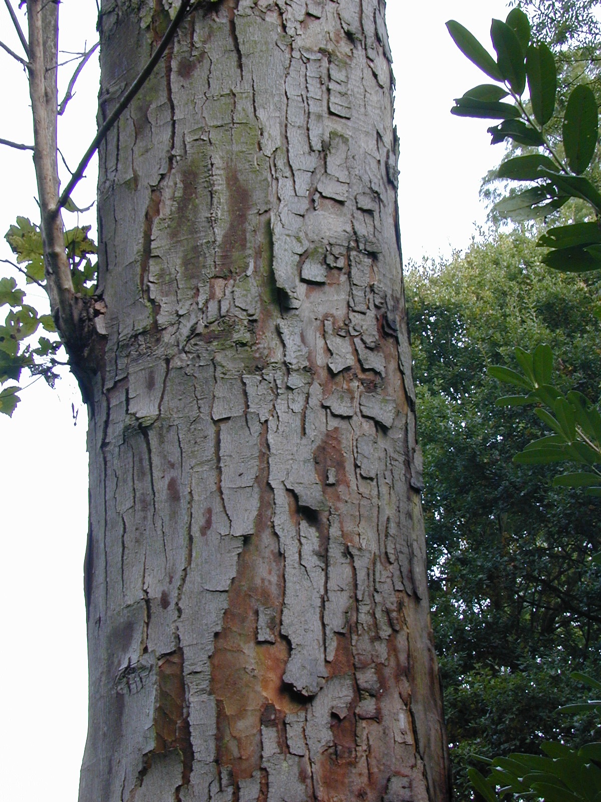 Trees of Santa Cruz County: Acer pseudoplatanus 'Atropurpureum ...