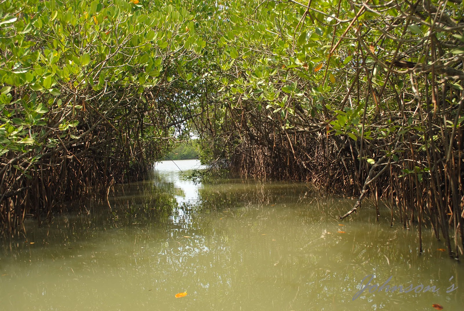 Johnson's: Pichavaram Backwaters - Mangrove Forest