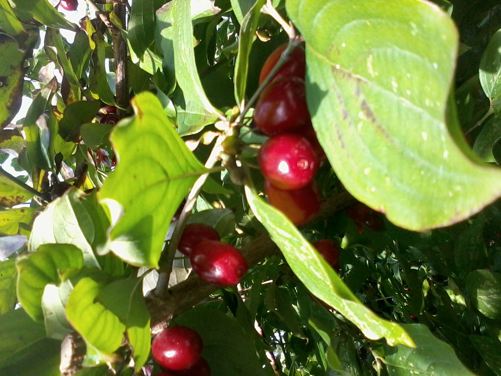 Zdrowy Badyl: Dereniówka na polowanie i na wolne rodniki.