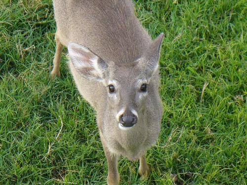 Coto de Caza : Sunchubamba