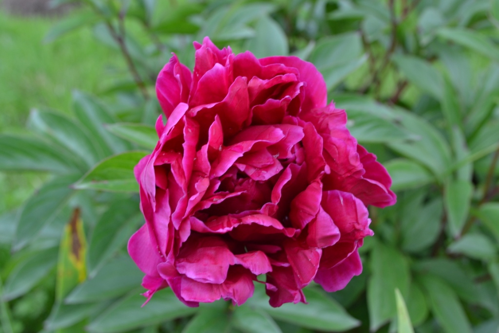 Les photos de Jardinconseils: Fleur de pivoine rouge