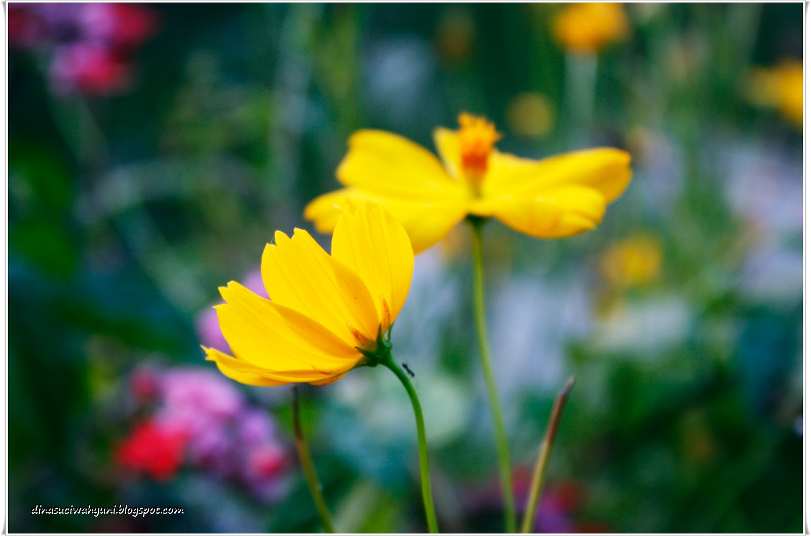 JENIS DAN NAMA - NAMA BUNGA (TANAMAN HIAS " BUNGA CANTIK") | JDSK