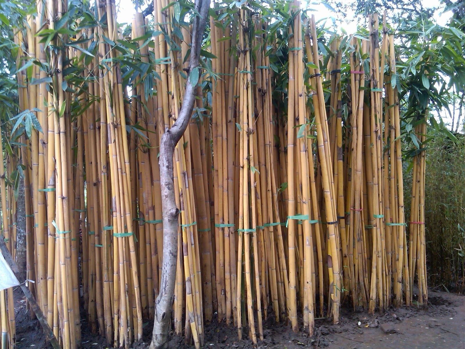 Jual Pohon Bambu Kuning Murah | Supplier Pohon Bambu Panda | Bambu ...