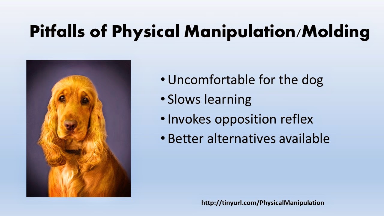 Pet Education: Pitfalls of Physical Manipulation in Dog Training