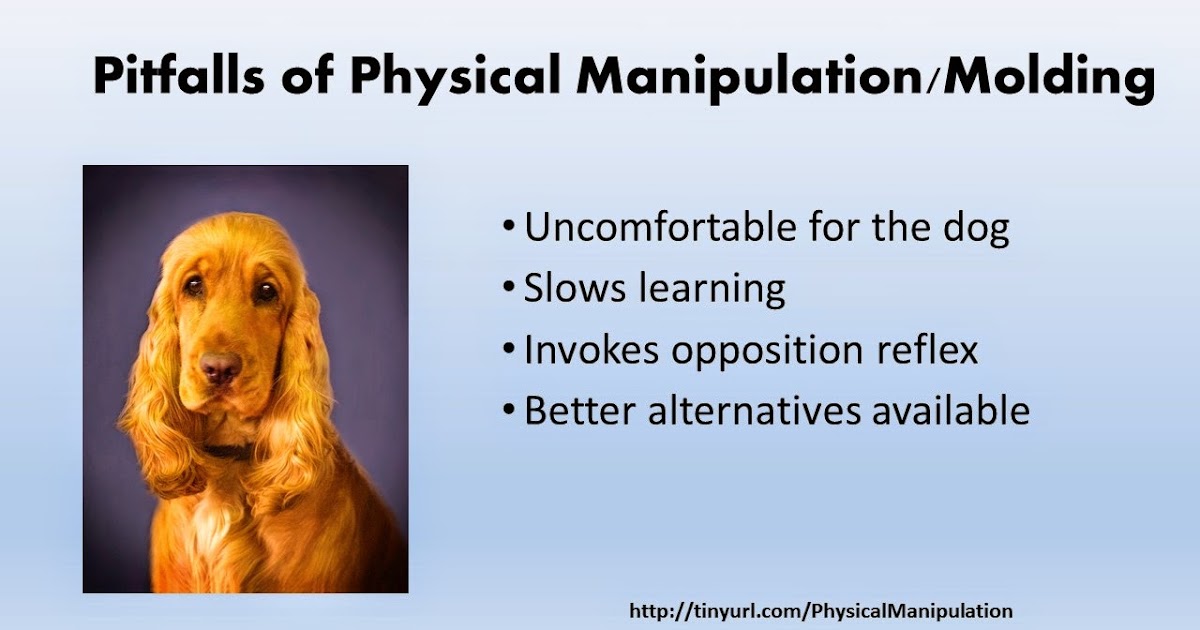 Pet Education: Pitfalls of Physical Manipulation in Dog Training