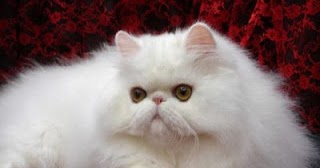 Tips merawat kucing angora - Blog Kesehatan