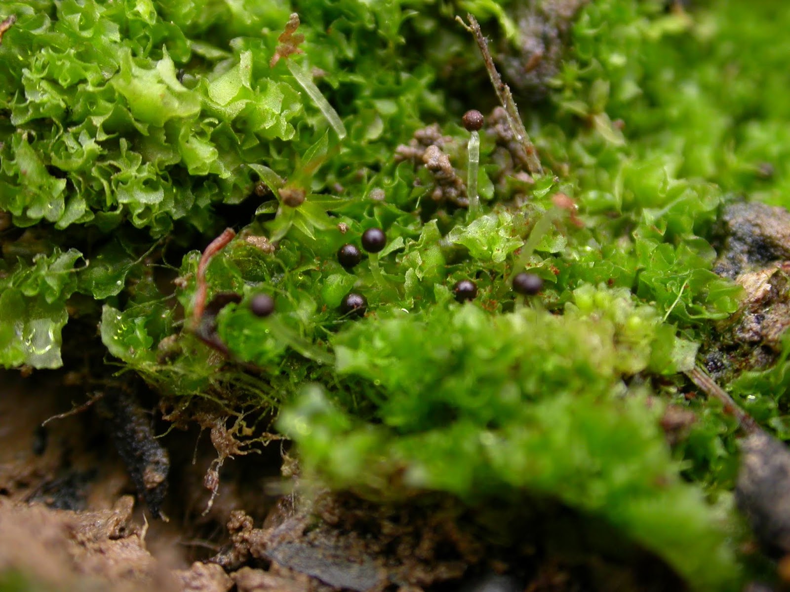 Biodiversity Gatwick: Airport bryology