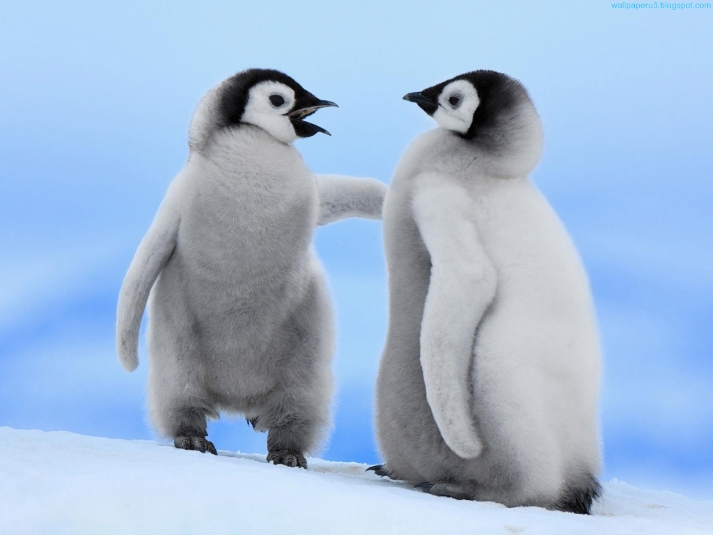 Wallpaperforwalls Beautiful Penguins Wallpapers wallpaperforwalls-beautiful-penguins-wallpapers