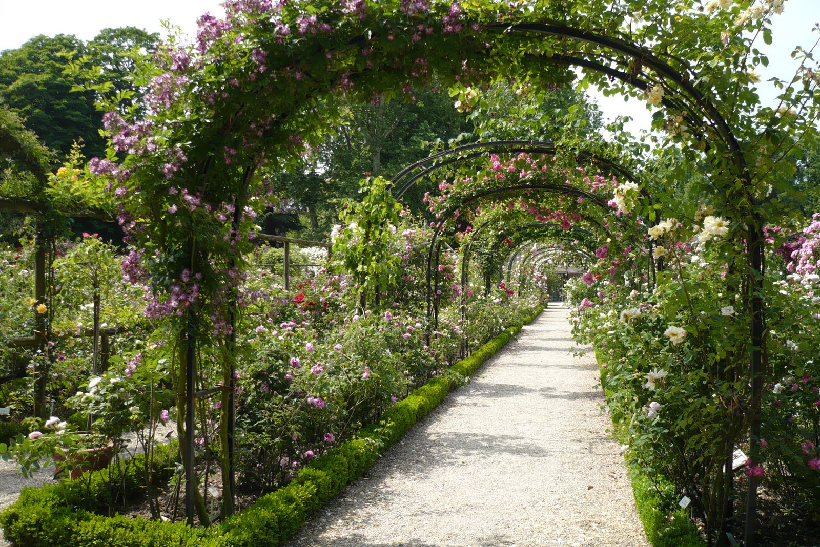Le Jardin de Pacalou: Un jardin de roses.