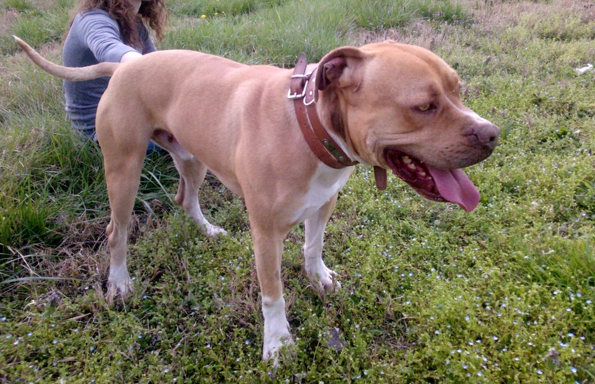 Pitbull&Amstaff Rescue Italia: ADOTTATO - DADDY PIT BULL SPETTACOLARE A ...
