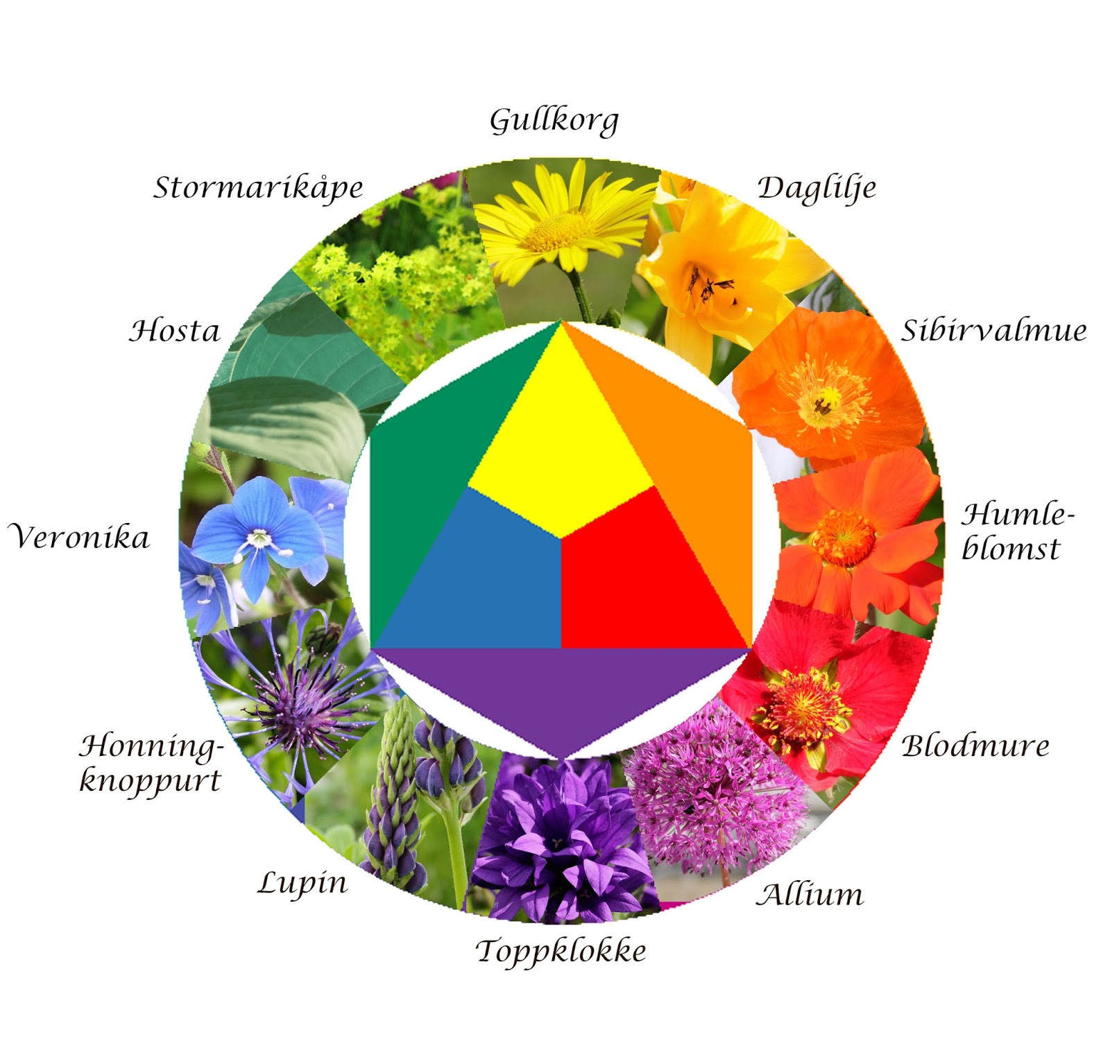 Haukås: Fargesirkelen i min hage