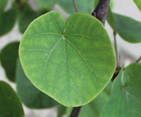 Hoja Peltada (peltata): - Botánica integra