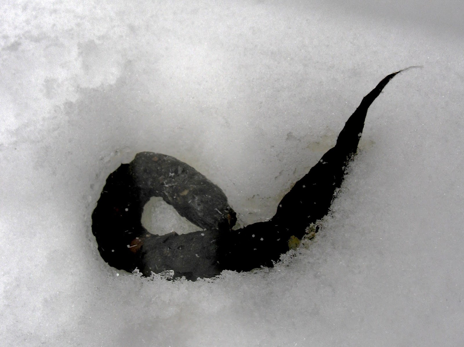 natural connections: Scatology