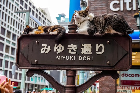 Cats from Tokyo {Japan} - Traveling Cats - Travel Pictures of Cats