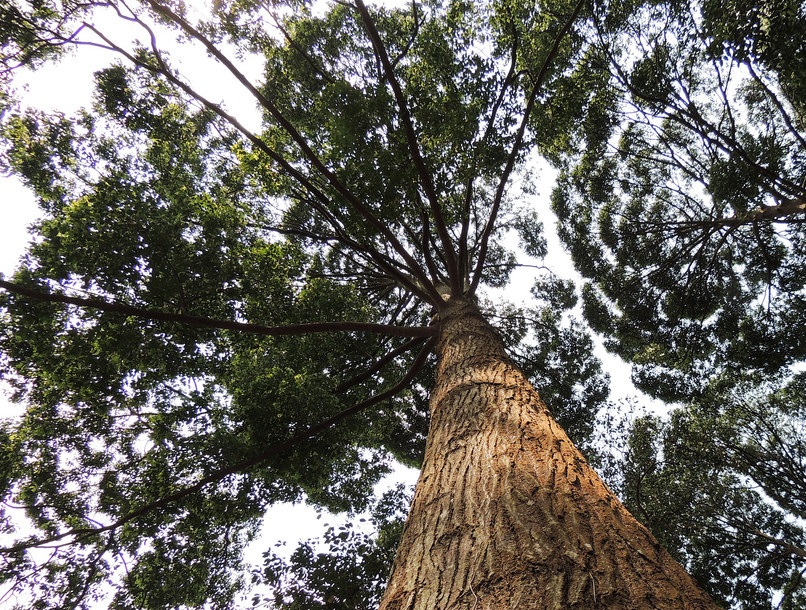 ALAM TUMBUHAN: KELUARGA MERANTI / MERANTIA [Dipterocarpaceae family]