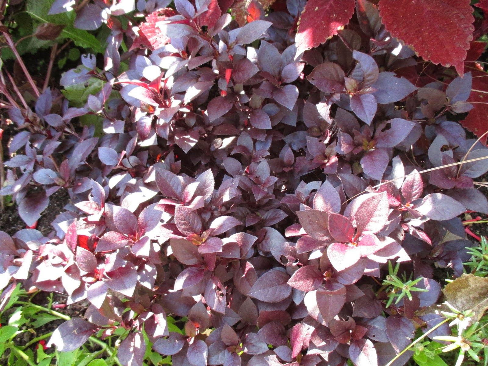 Rotary Botanical Gardens - Hort Blog: Awesome Alternantheras