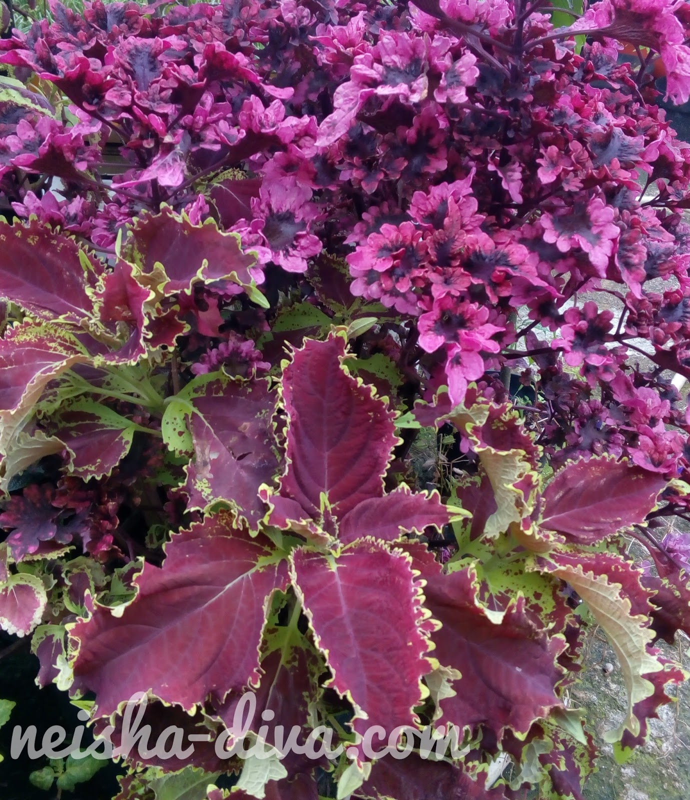 Terbaru 64+ Macam Macam Jenis Bunga Miana