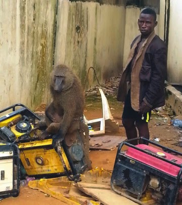 Kachi Zone's Blog: Man arrested for using monkeys, snakes for robbery