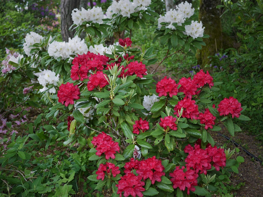 Ottostorparn: Rododendron igen