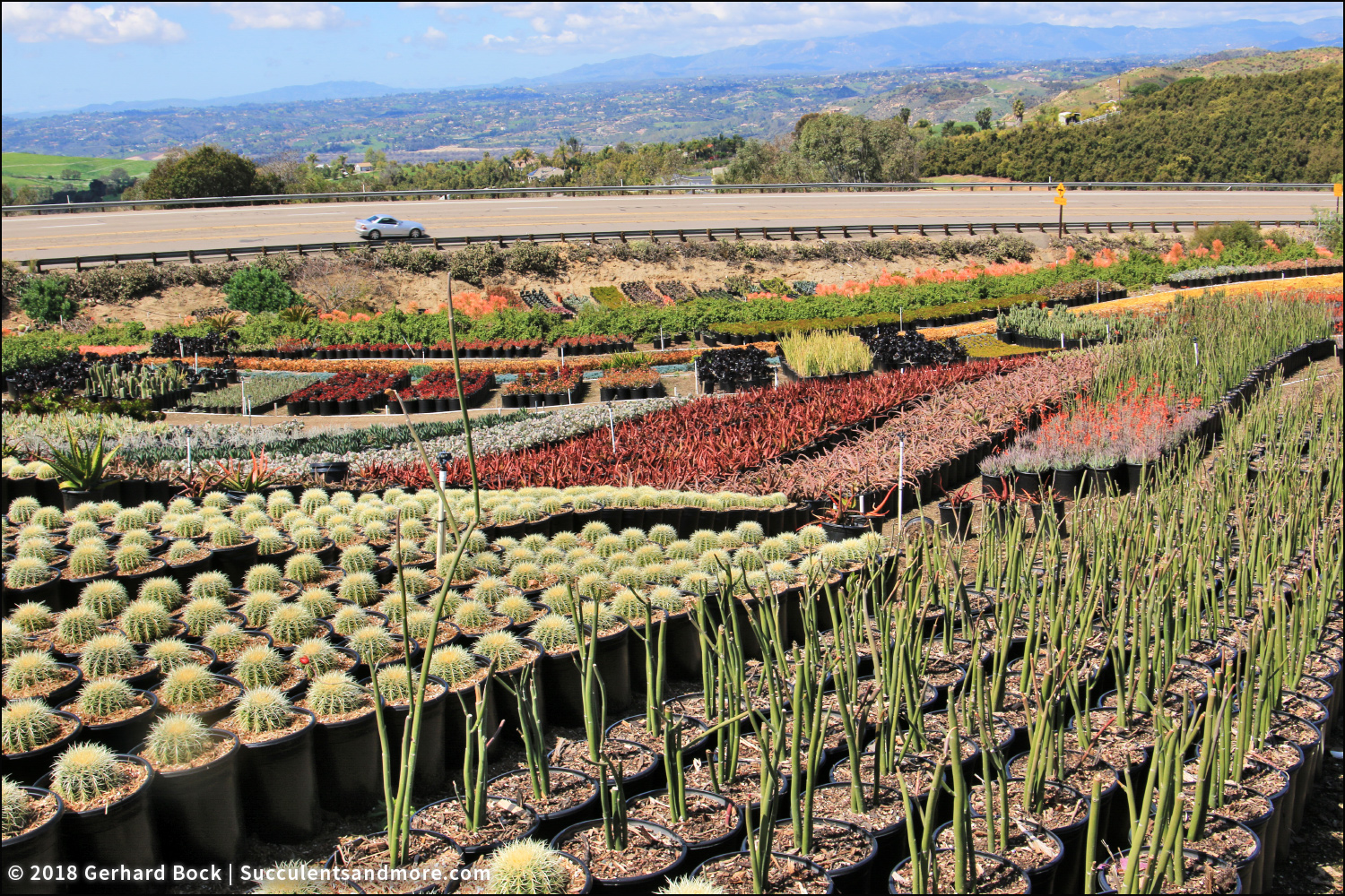 Waterwise Botanicals: succulent heaven (part 2 of 2)