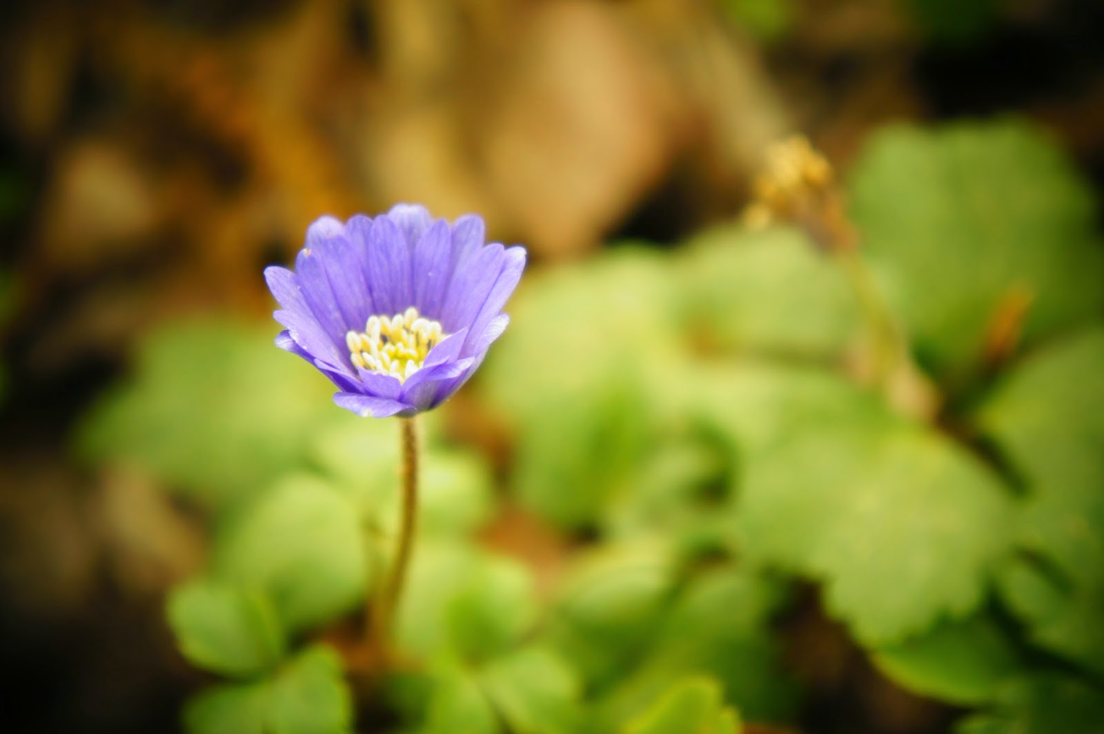 100 flowers free downloadable pictures