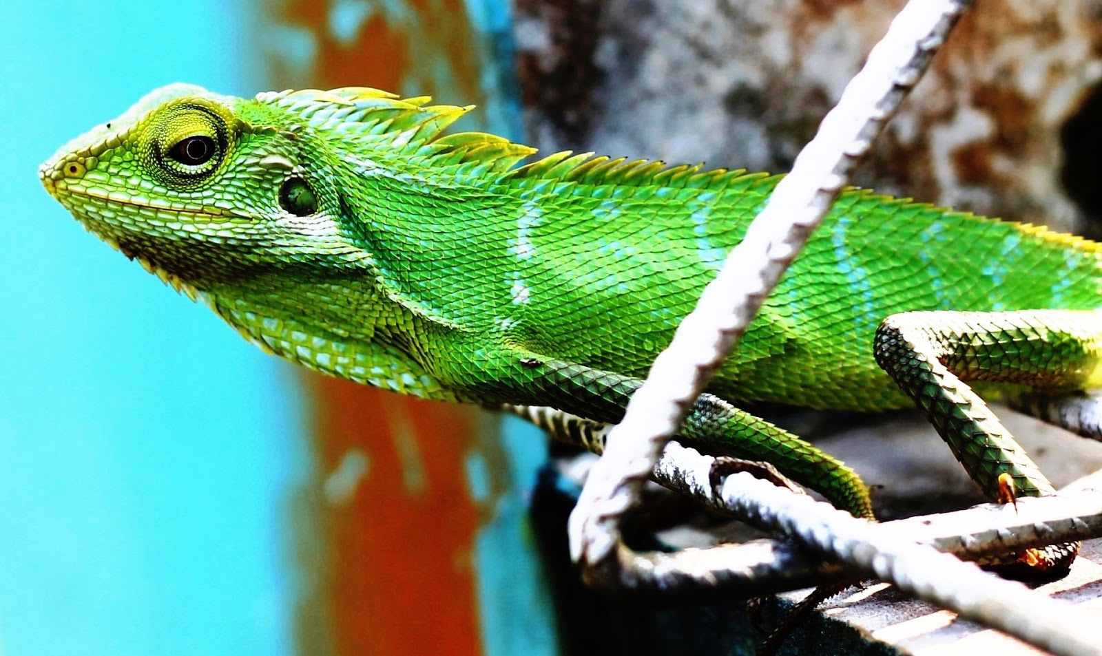 PESONA WARNA BUNGLON KEBUN - PORTAL CIKANCAH