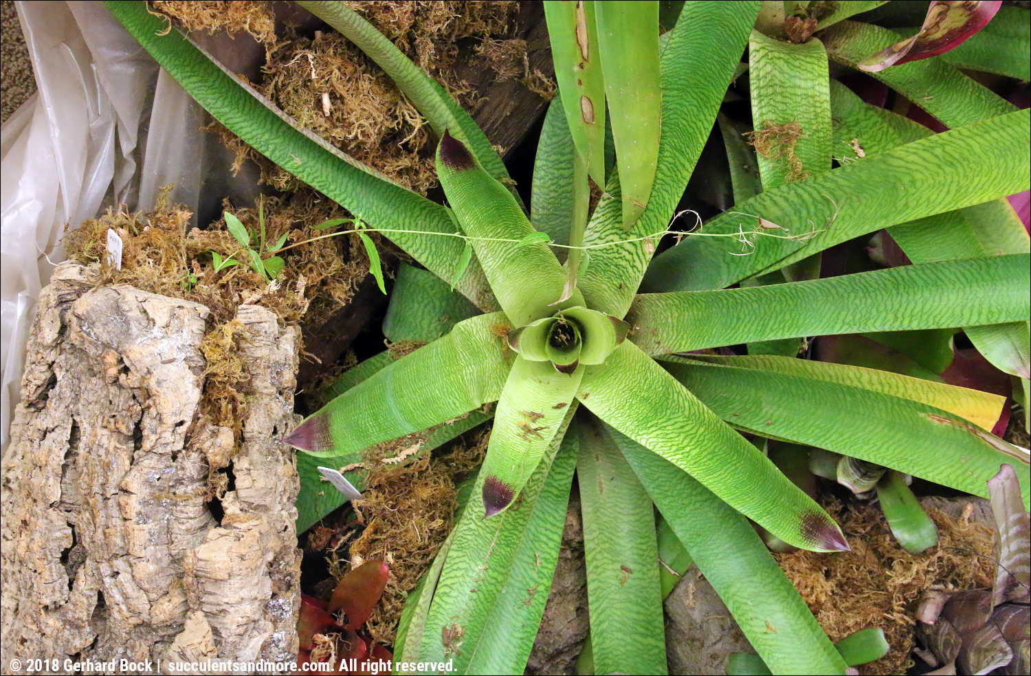 Bodacious bromeliads at Sacramento Bromeliad Society show