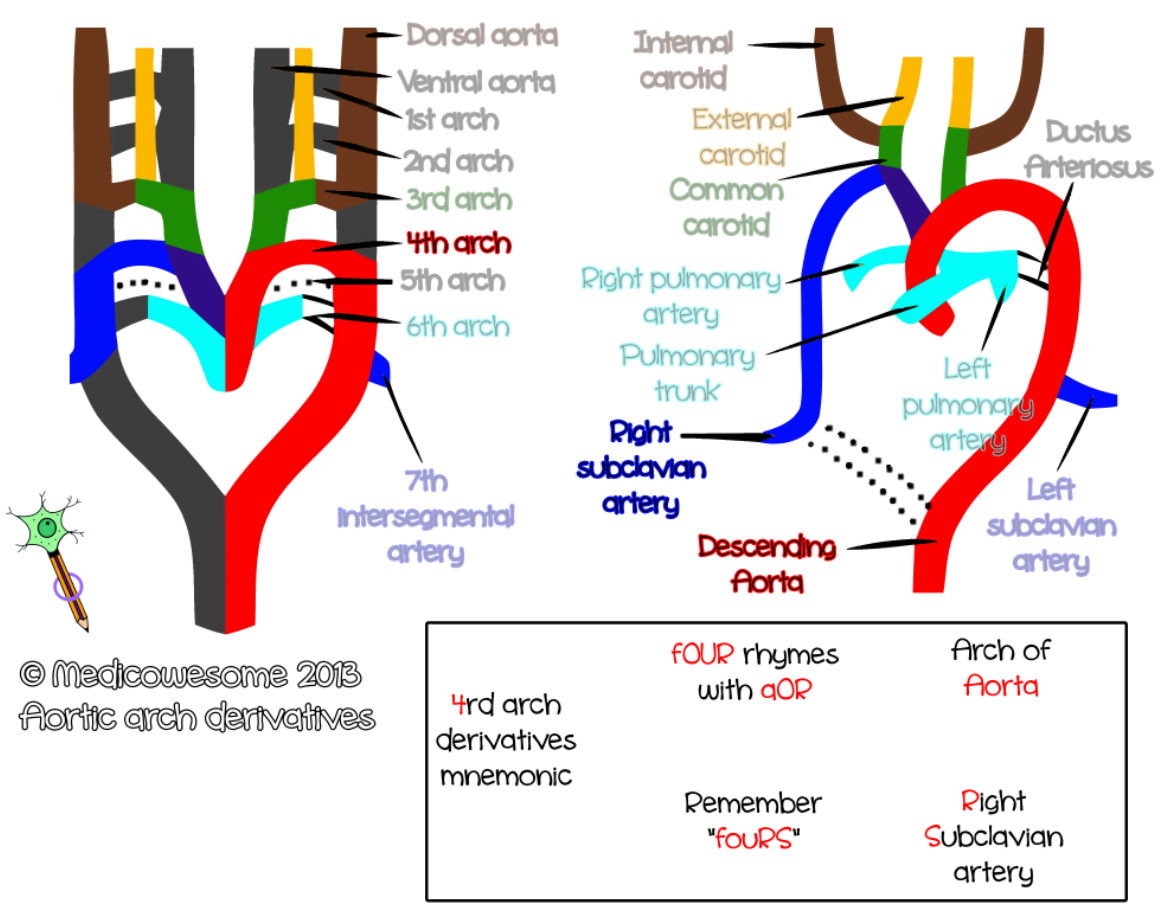 Medicowesome: Aortic arch derivatives mnemonic images