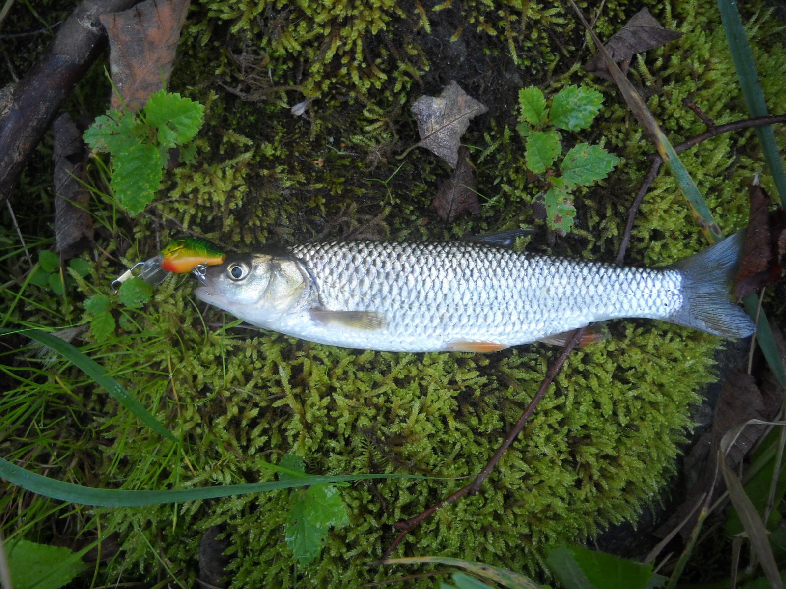 Pescuitul sportiv - mai presus de pasiune