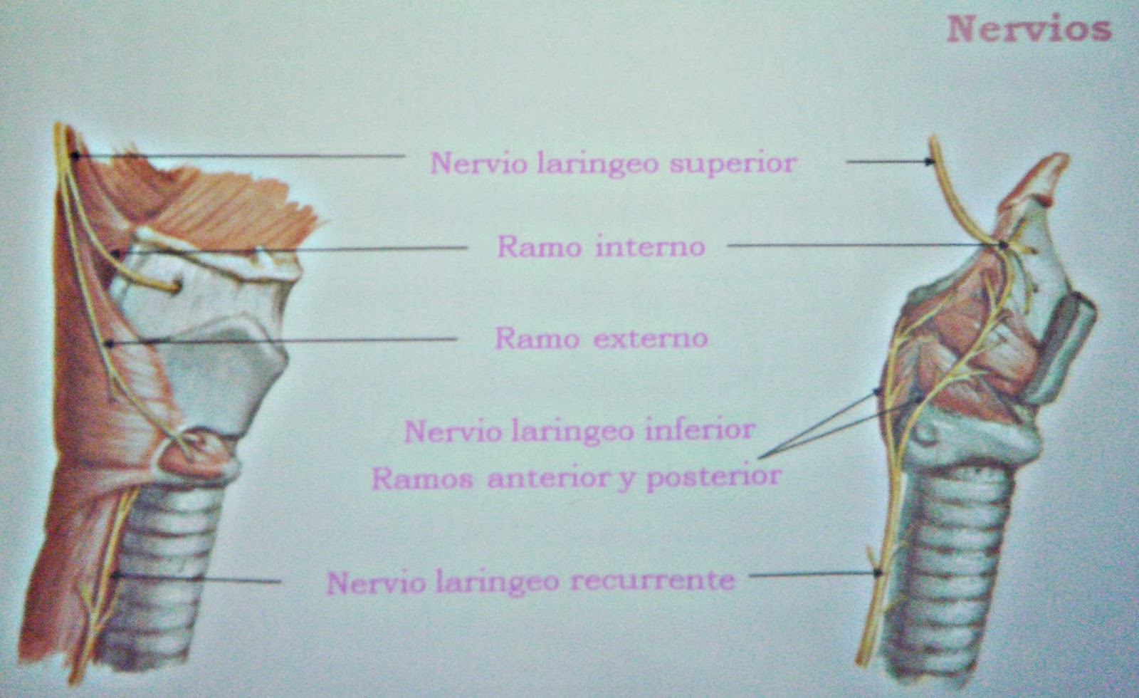 Laringe - Sistema respiratorio