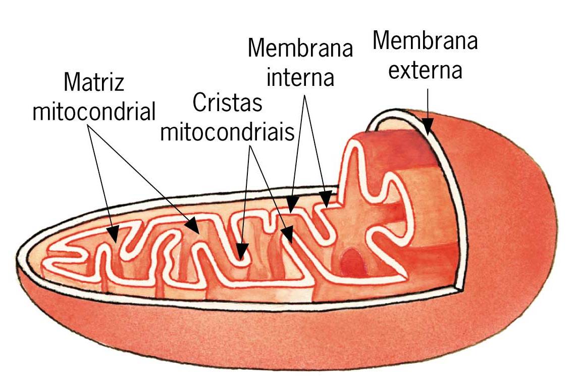 Origem do Sistema: Célula animal e suas organelas