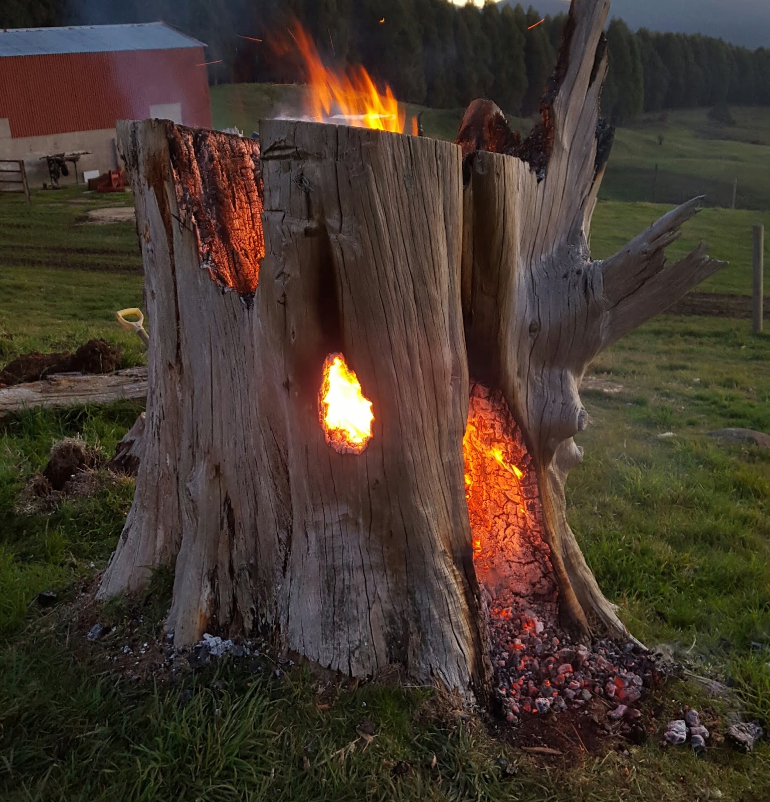 Burning Stumps from the Inside Out
