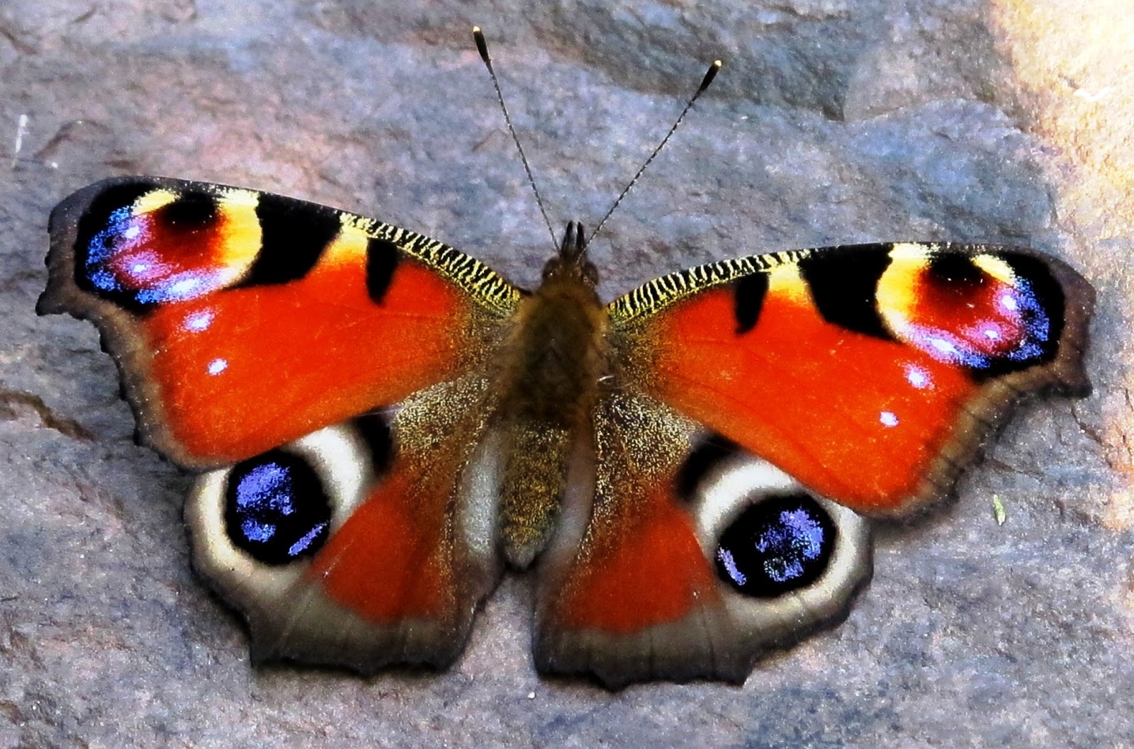Degaña: Mariposa pavo real (Inachis io)