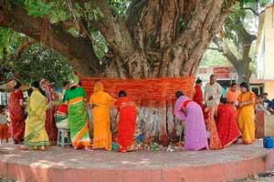INDIA SAIJIKI ..... (WKD - INDIA): Pipal tree (Ficus religiosa)