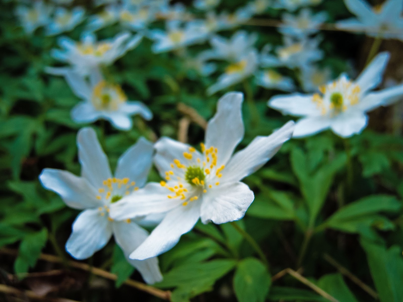NÄRA NATUR: Vita vårblommor