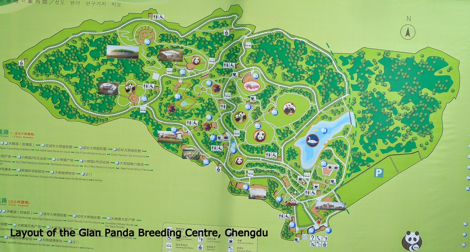 Multitasker: A romp with the Giant Pandas of Chengdu