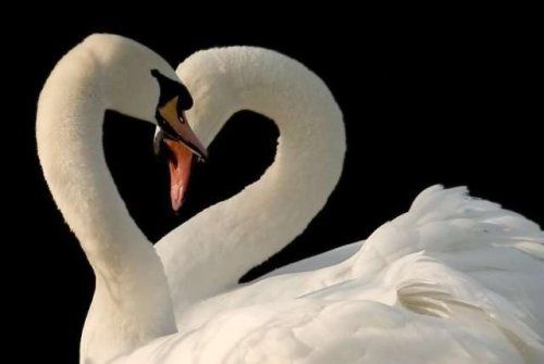 Animals in Love | Amazing Creatures