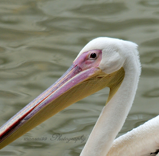 wanzai99 PHOTOGRAPHY: Burung Undan Putih