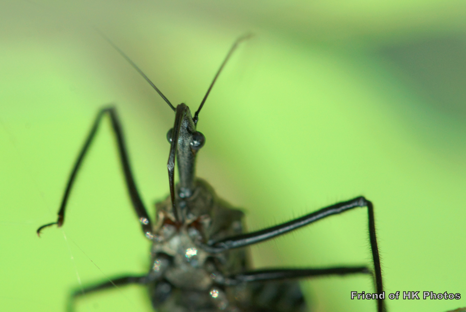 Photographic Wildlife Stories in UK/Hong Kong: Strange Looking Insects