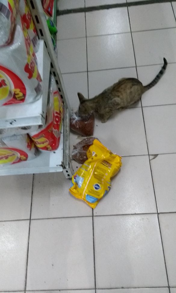 Asqueroso: caca de ratas y un roedor muerto en góndolas de un ...