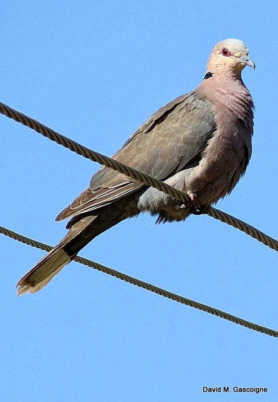 Ring-necked Dove - Travels With Birds