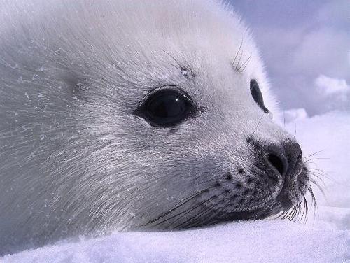 Cute Baby Seals | Photos | Funny And Cute Animals