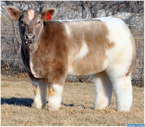 Lembu Pelik Ini Mempunyai Bulu Paling Lembu dan Gebu Sekali Didunia ...