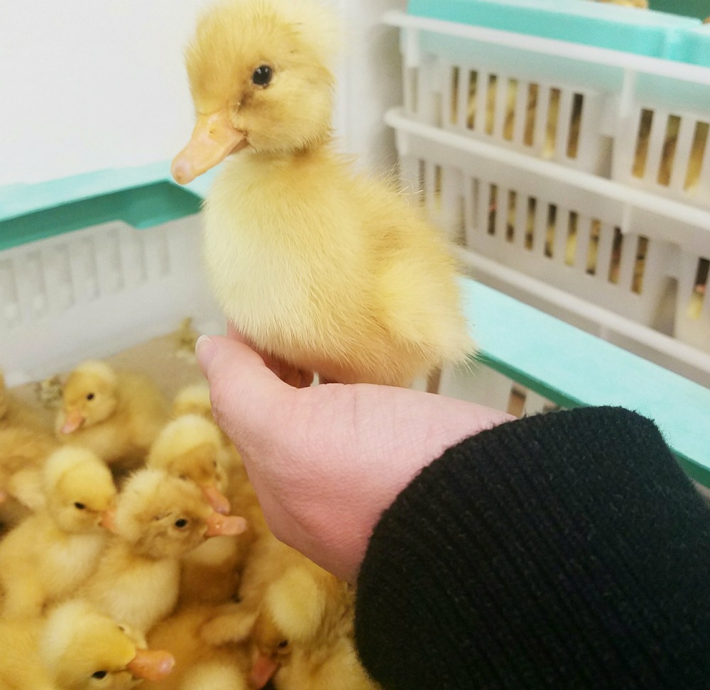 Behind the Scenes with the Ducklings at Metzer Farms - Fresh Eggs Daily ...
