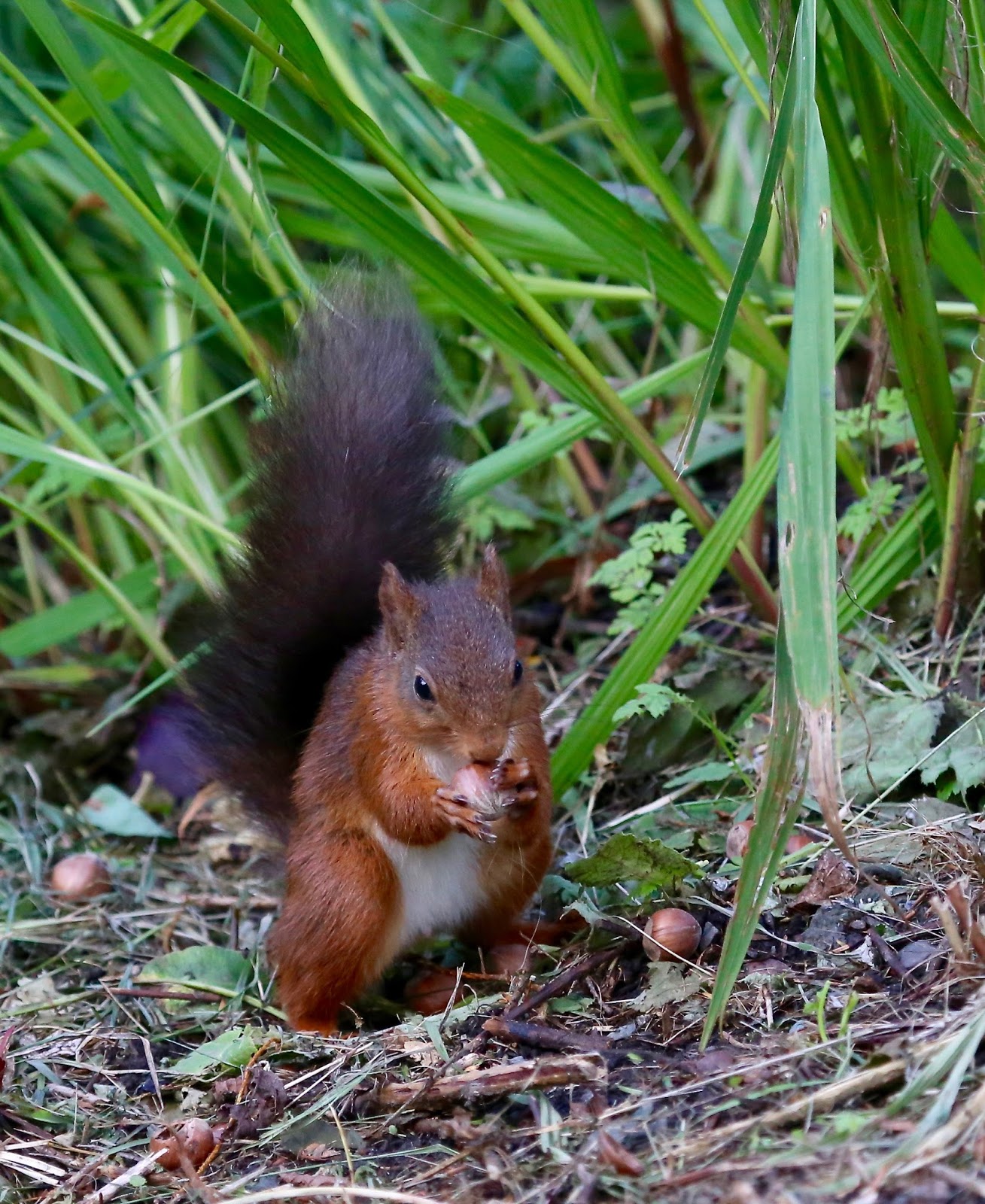 Maria's Blog: Hazelnut Breakfast.