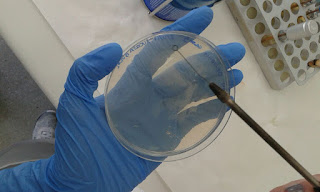 Práctica 5: SIEMBRA EN PLACA POR AGOTAMIENTO EN ESTRÍA