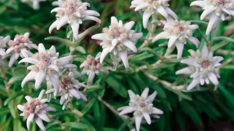 Edelweiss-Leontopodium Flower ~ ThundersCloud